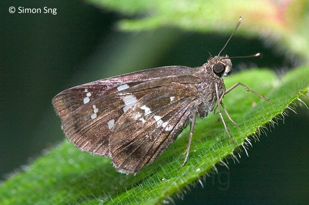 ButterflyCircle Checklist