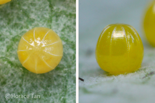 ButterflyCircle Checklist