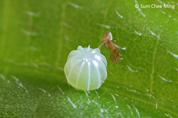 ButterflyCircle Checklist