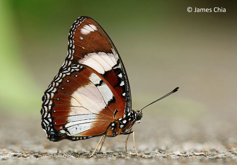 ButterflyCircle Checklist