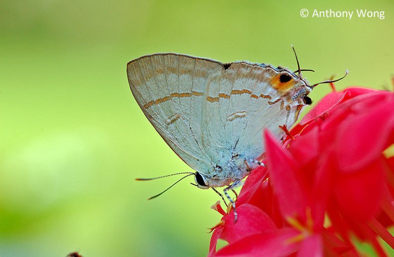ButterflyCircle Checklist