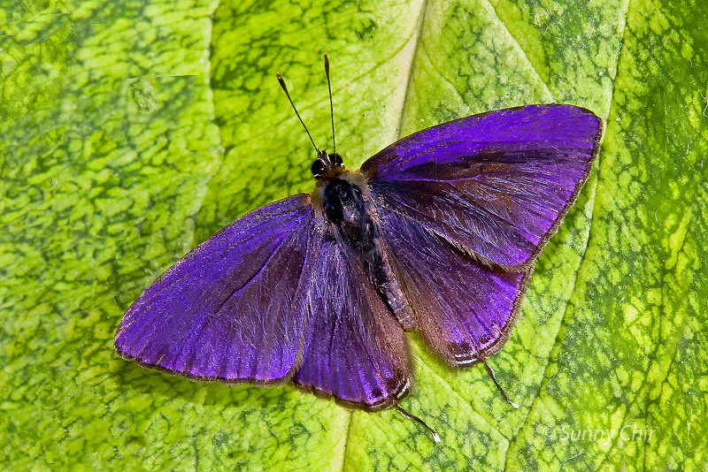 ButterflyCircle Checklist