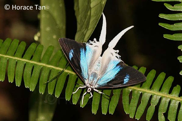 ButterflyCircle Checklist