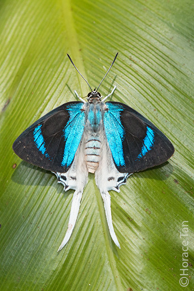 ButterflyCircle Checklist