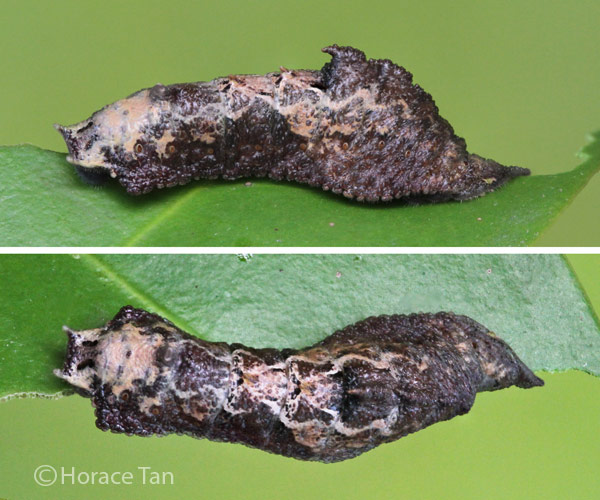 ButterflyCircle Checklist