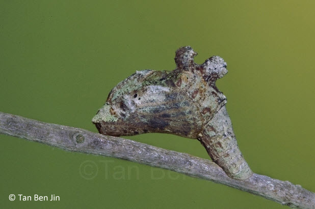 ButterflyCircle Checklist