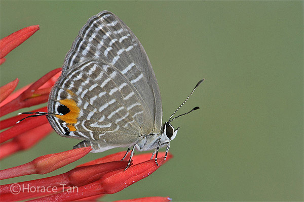 ButterflyCircle Checklist