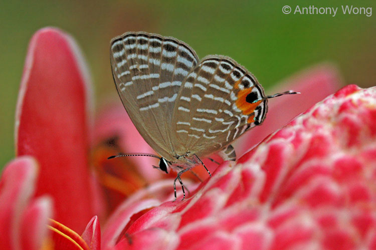 ButterflyCircle Checklist