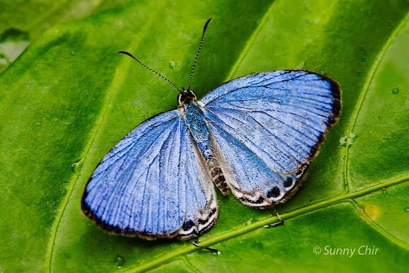 ButterflyCircle Checklist
