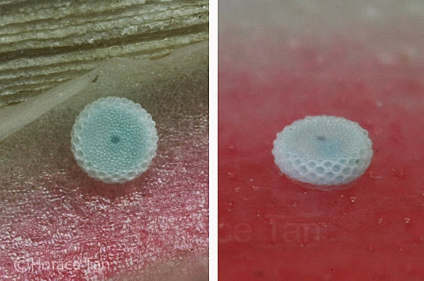 ButterflyCircle Checklist