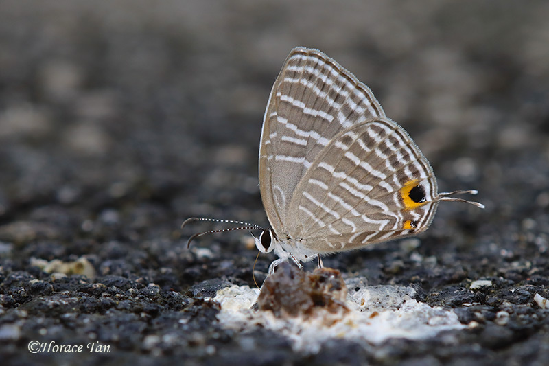 ButterflyCircle Checklist