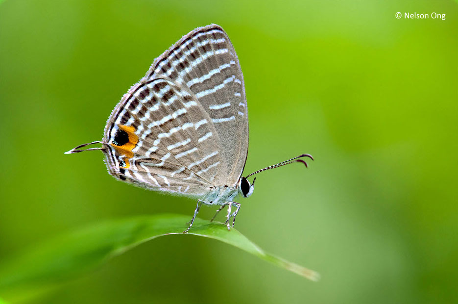 ButterflyCircle Checklist
