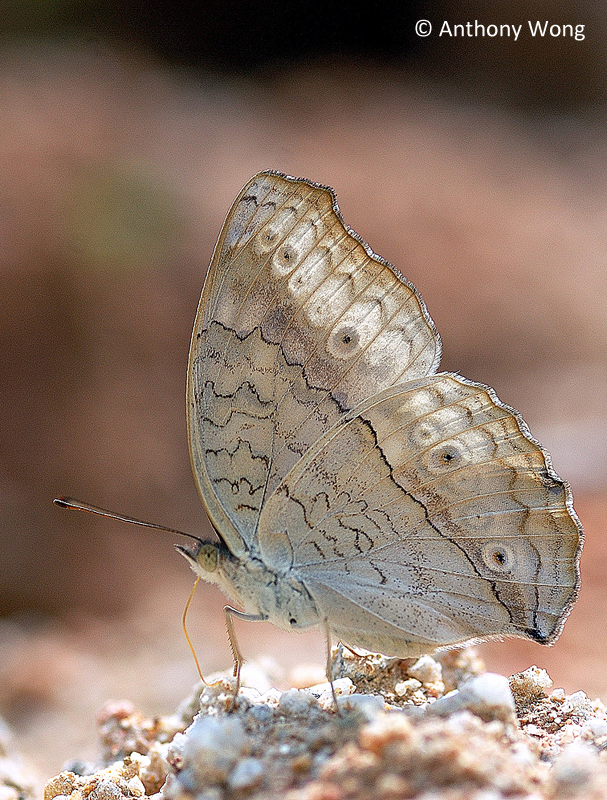 ButterflyCircle Checklist