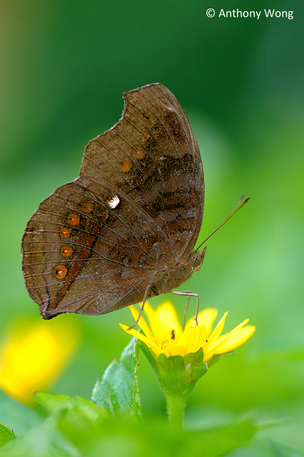 ButterflyCircle Checklist