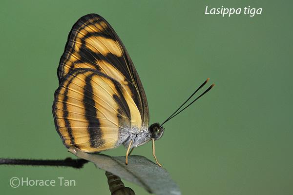 ButterflyCircle Checklist