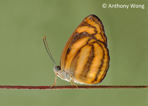 ButterflyCircle Checklist