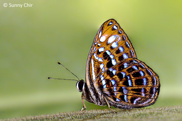 ButterflyCircle Checklist