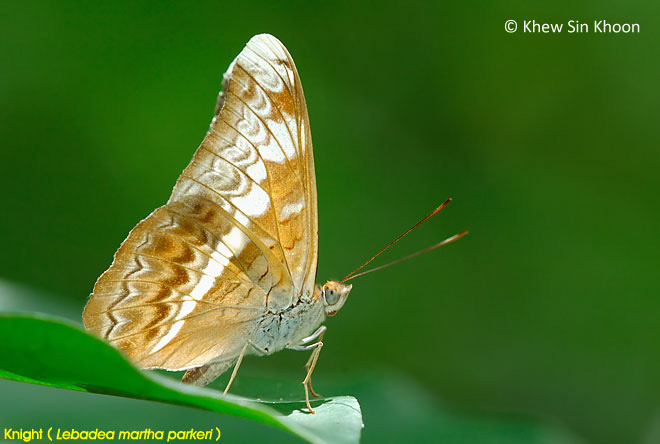 ButterflyCircle Checklist