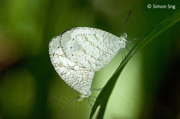 ButterflyCircle Checklist