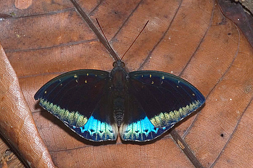 ButterflyCircle Checklist