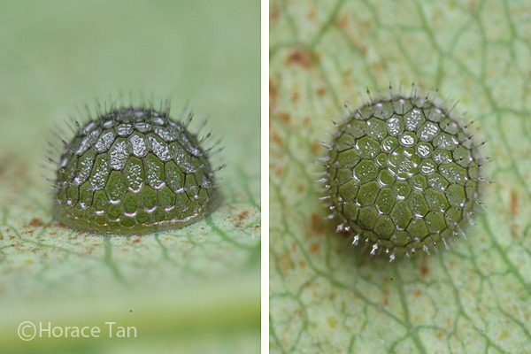 ButterflyCircle Checklist