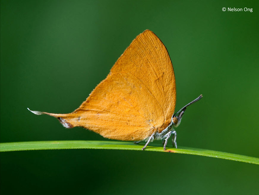 ButterflyCircle Checklist