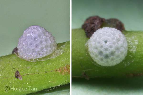 ButterflyCircle Checklist