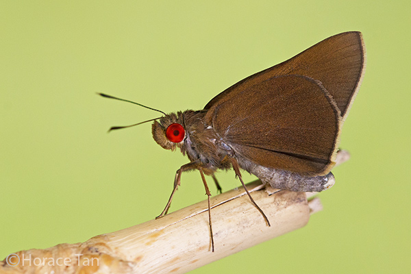 ButterflyCircle Checklist