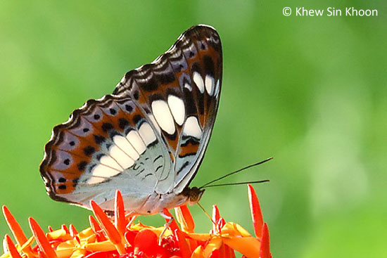 ButterflyCircle Checklist