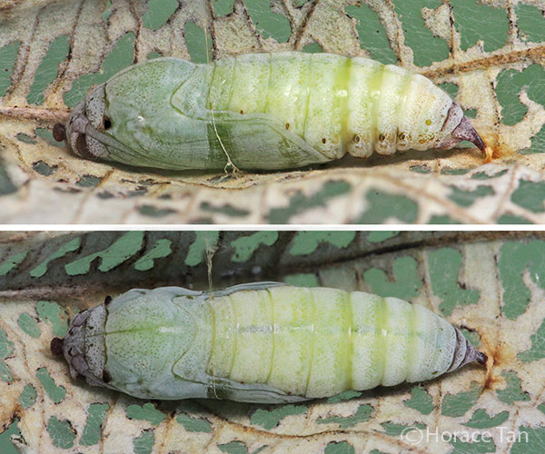 ButterflyCircle Checklist