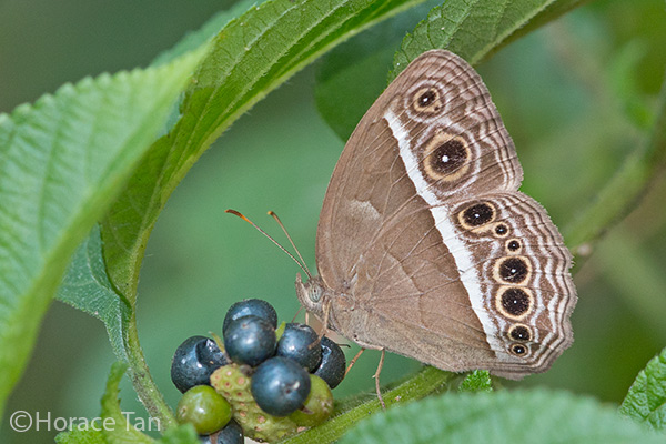 ButterflyCircle Checklist