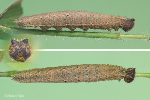 ButterflyCircle Checklist