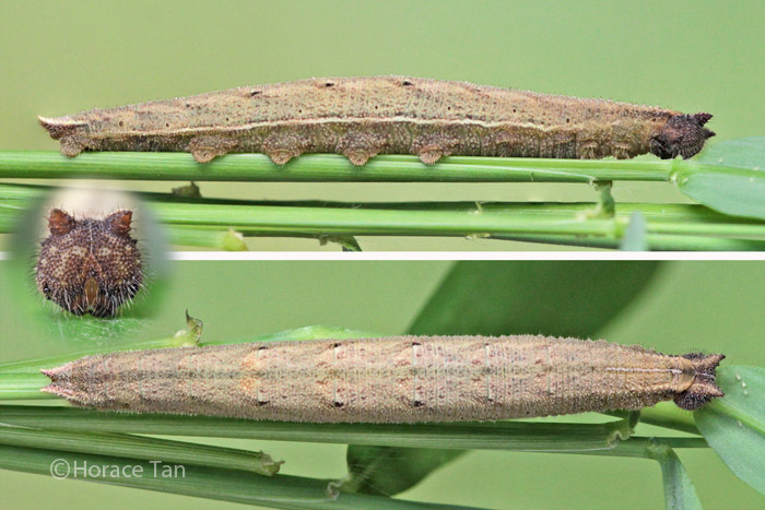 ButterflyCircle Checklist