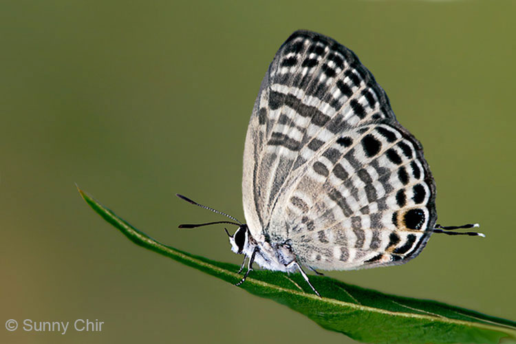 ButterflyCircle Checklist