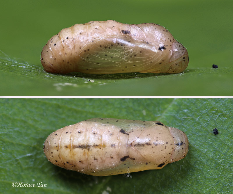 ButterflyCircle Checklist