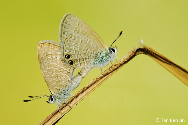 ButterflyCircle Checklist