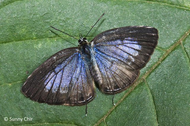 ButterflyCircle Checklist