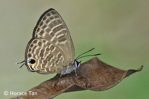 ButterflyCircle Checklist