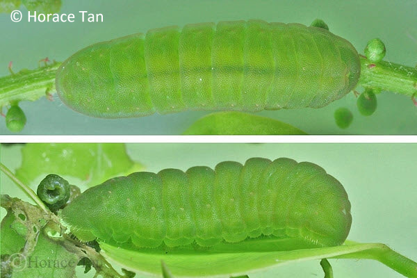 ButterflyCircle Checklist