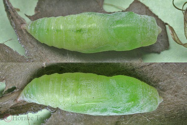 ButterflyCircle Checklist