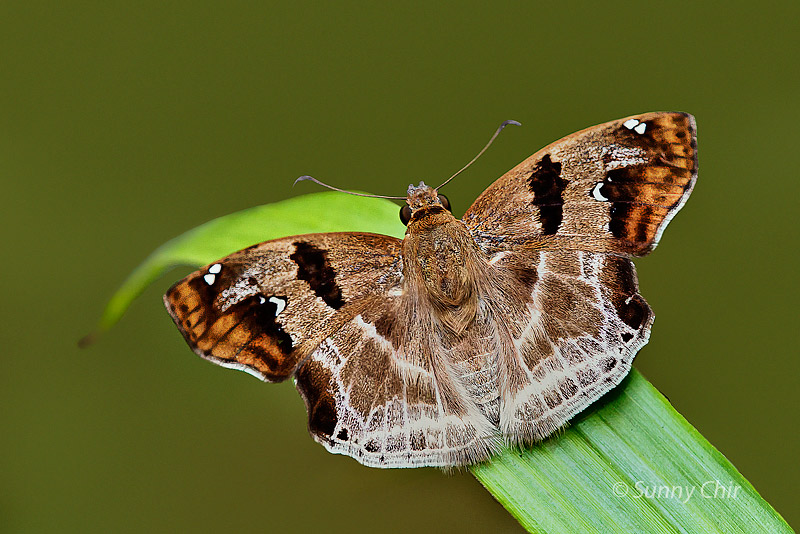 ButterflyCircle Checklist
