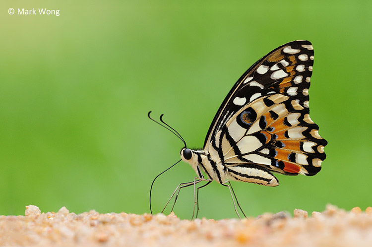 ButterflyCircle Checklist