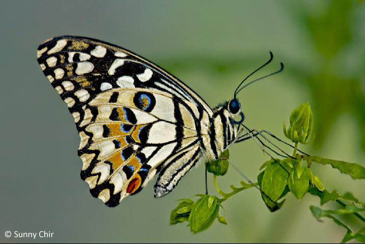ButterflyCircle Checklist