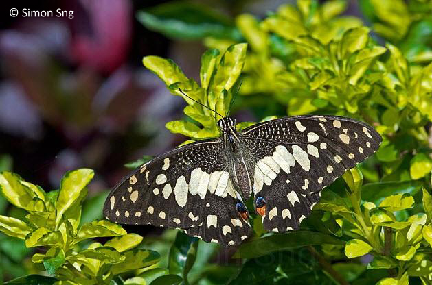 ButterflyCircle Checklist