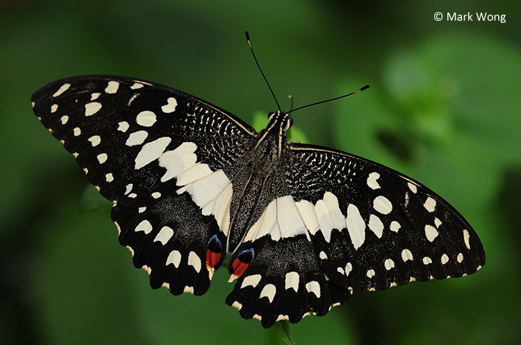 Papilio demoleus - Alchetron, The Free Social Encyclopedia