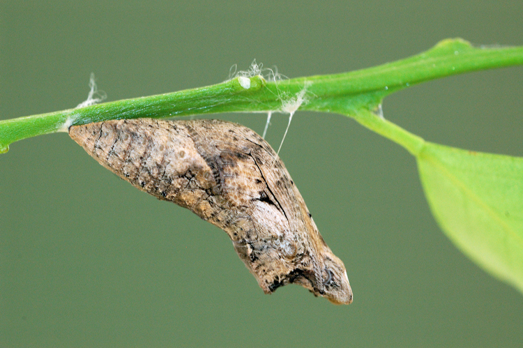 ButterflyCircle Checklist