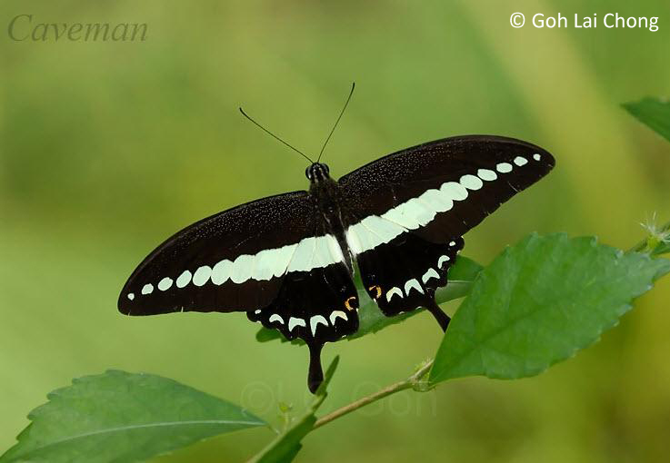 ButterflyCircle Checklist