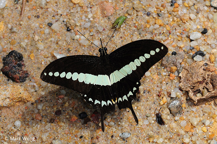 ButterflyCircle Checklist