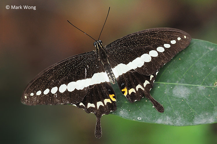 ButterflyCircle Checklist