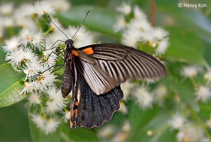 ButterflyCircle Checklist